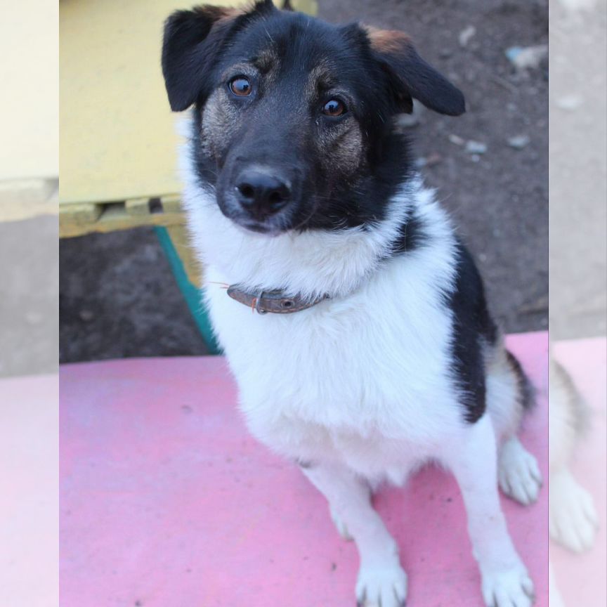 Никуся ищет дом