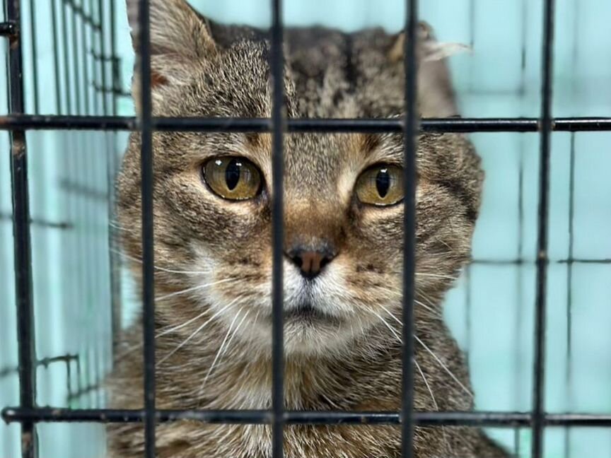 Стерилизованная молодая кошечка