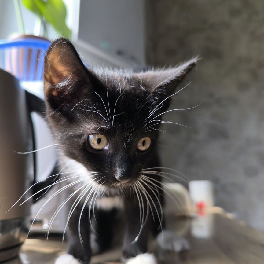 Котенок чёрно-белый девочка, 2 месяца