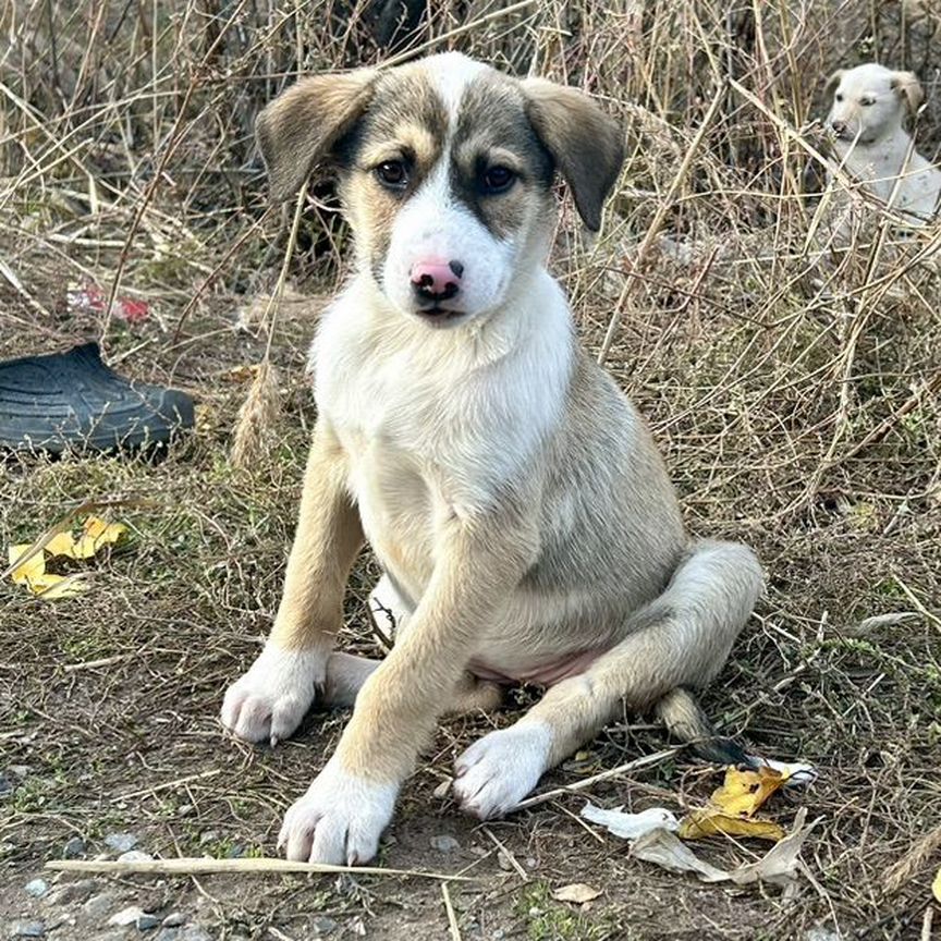 Щенки в добрые руки
