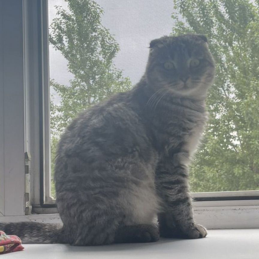 Шотландские вислоухие