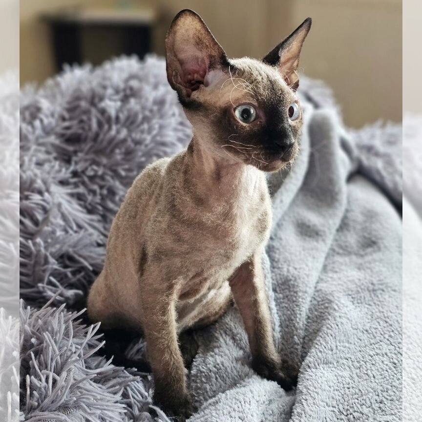 Донской сфинкс котёнок