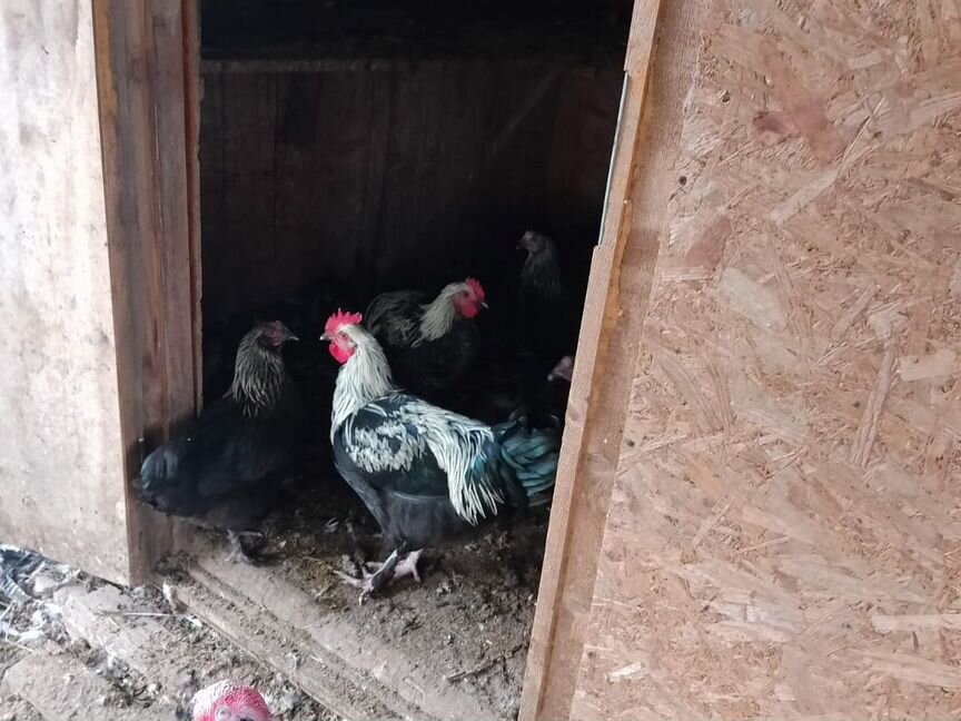 Куры маран серебро