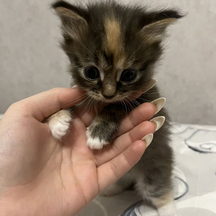 Самая ласковая девочка котенок