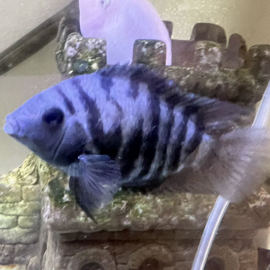 Чернополосая цихлозома