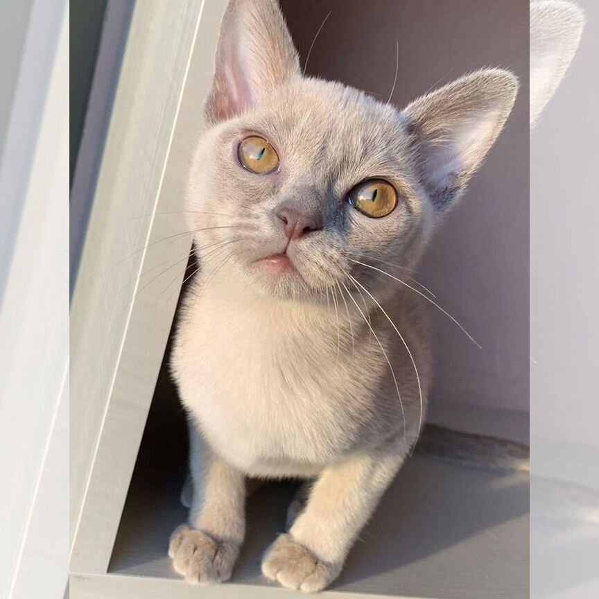 Котёнок от частного владельца