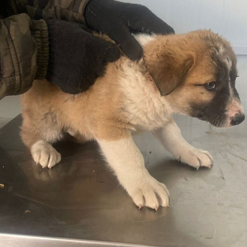 Щенок в добрые руки