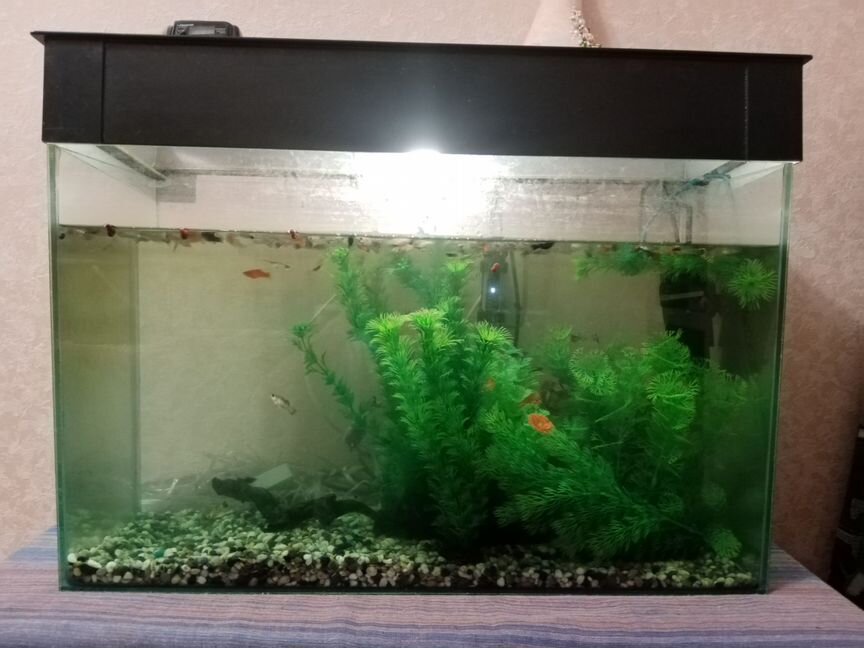 Рыбки гуппи