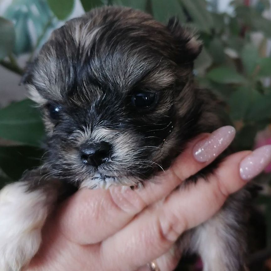 Ши-тцу, щенок