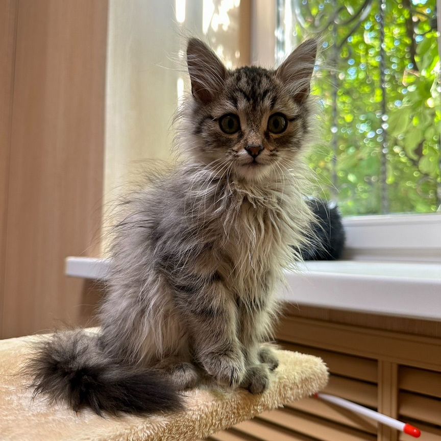 Котенок мальчик в добрые руки