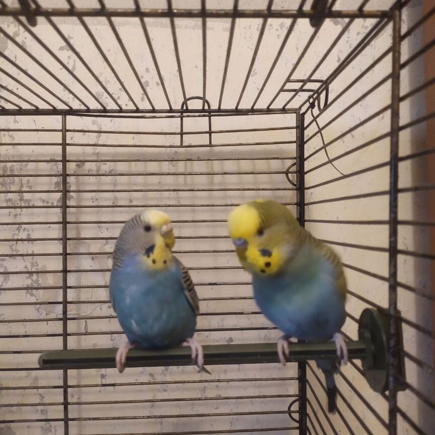 Волнистый попугай Пара