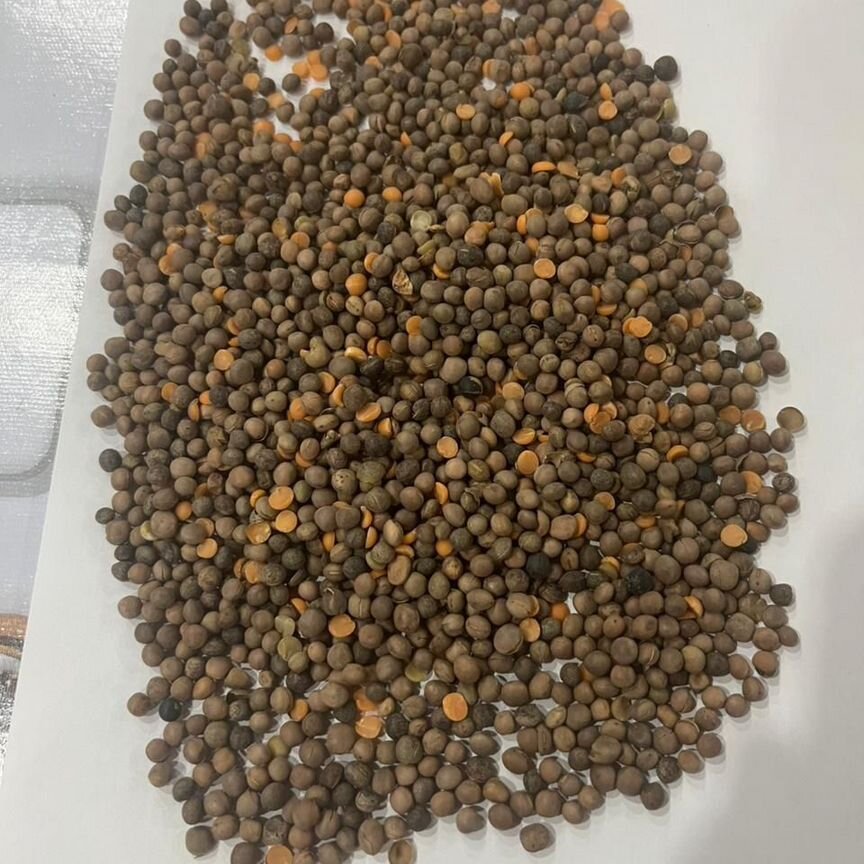 Вика яровая 400 тонн с НДС