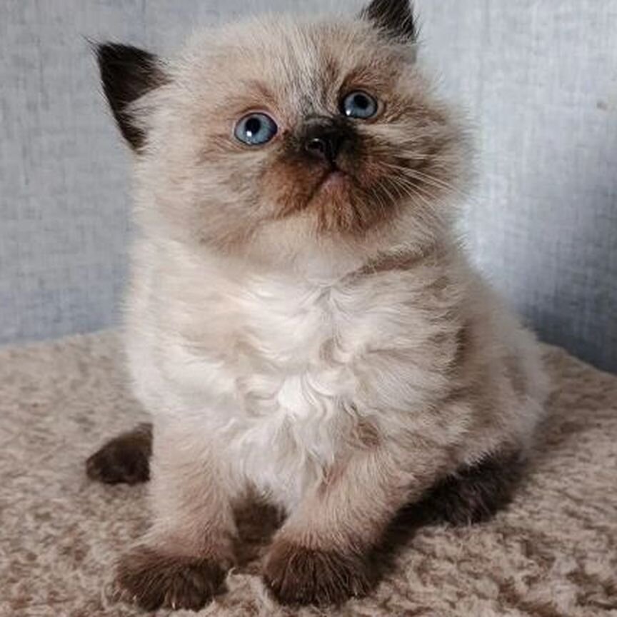 Невский маскарадный котёнок