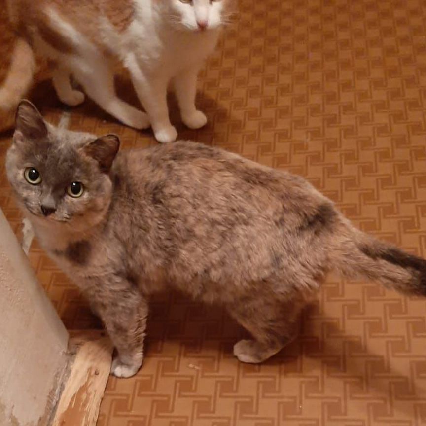 Кот