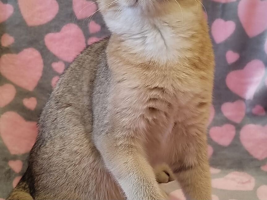 Британский золотой мальчик