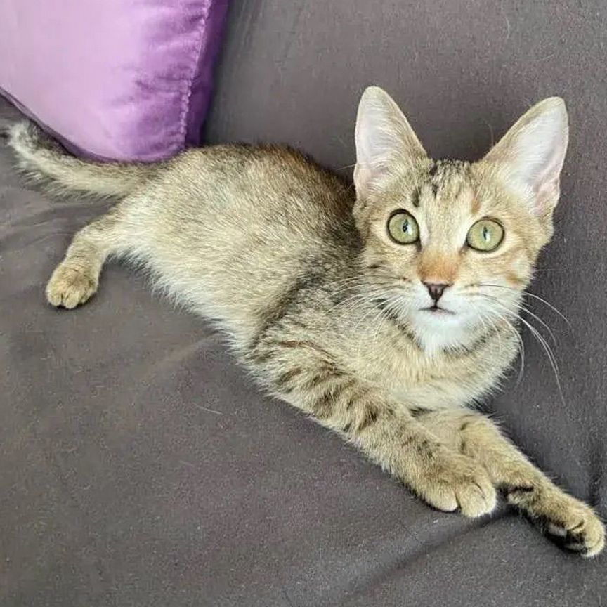 Котёнок в добрые руки