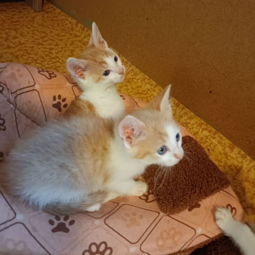 Котята в добрые руки