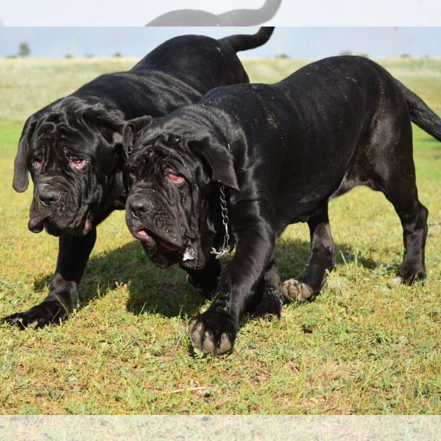 Неаполитанский мастиф