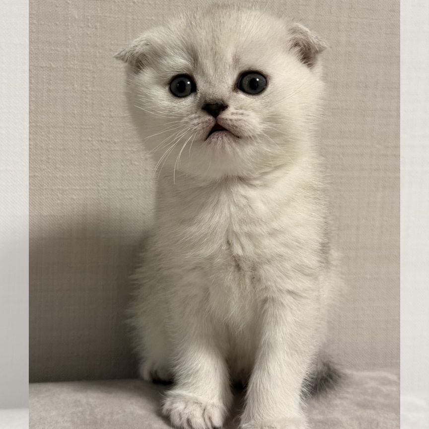 Шотландский вислоухий короткошёрстный котёнок