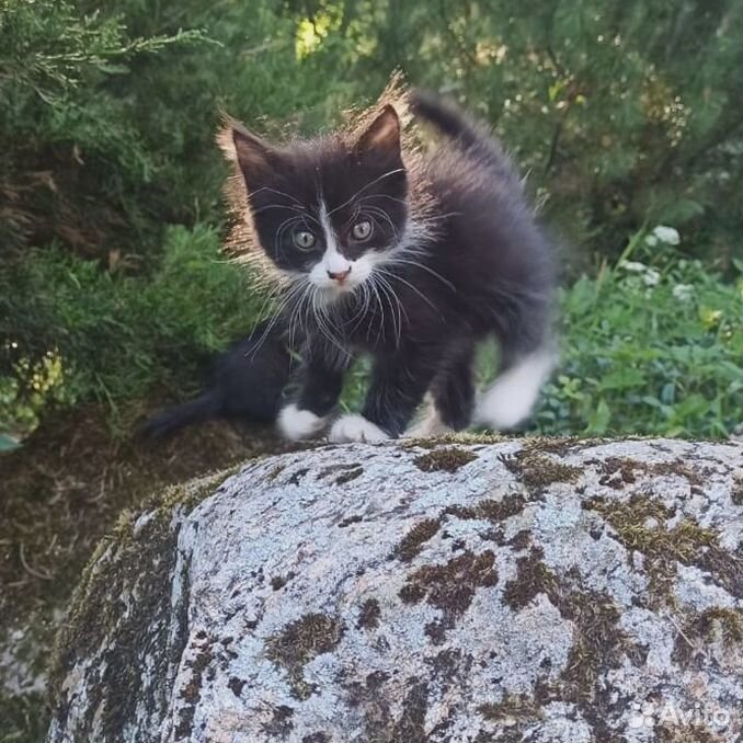 Котят выкинули. Помогите спасти