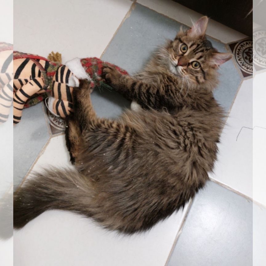 Котик Томас ищет дом и любимых людей