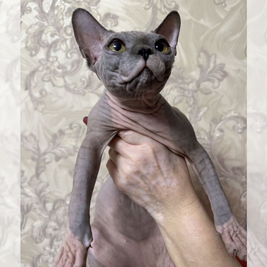 Канадский сфинкс котёнок