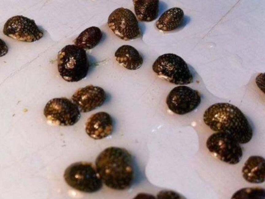 Теодоксус улитка