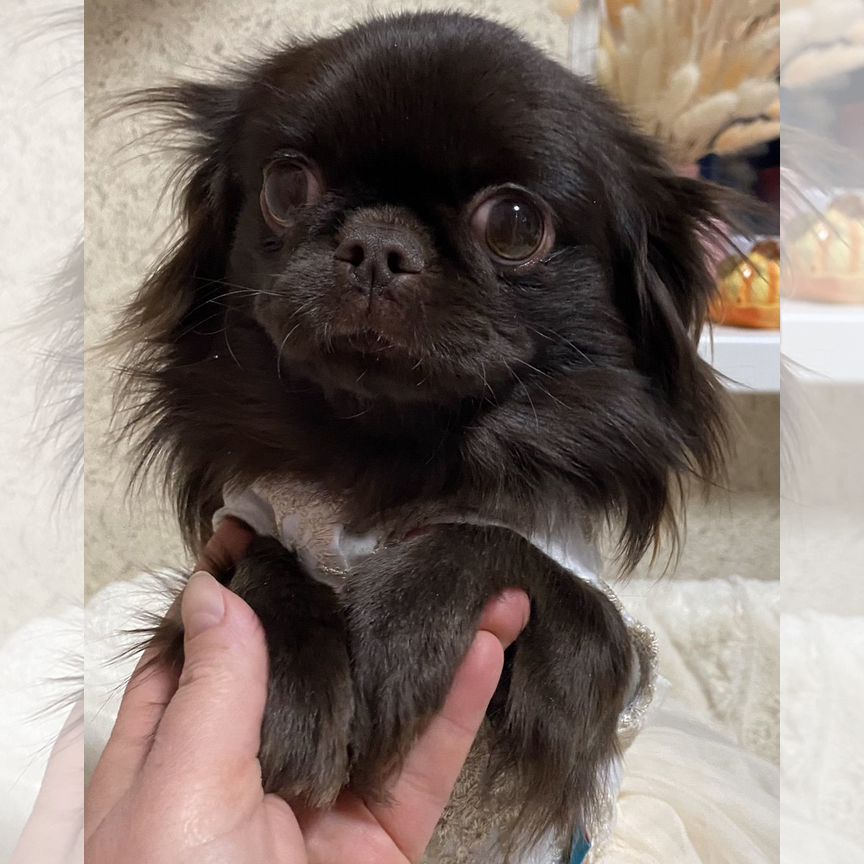 Чихуахуа, взрослая собака