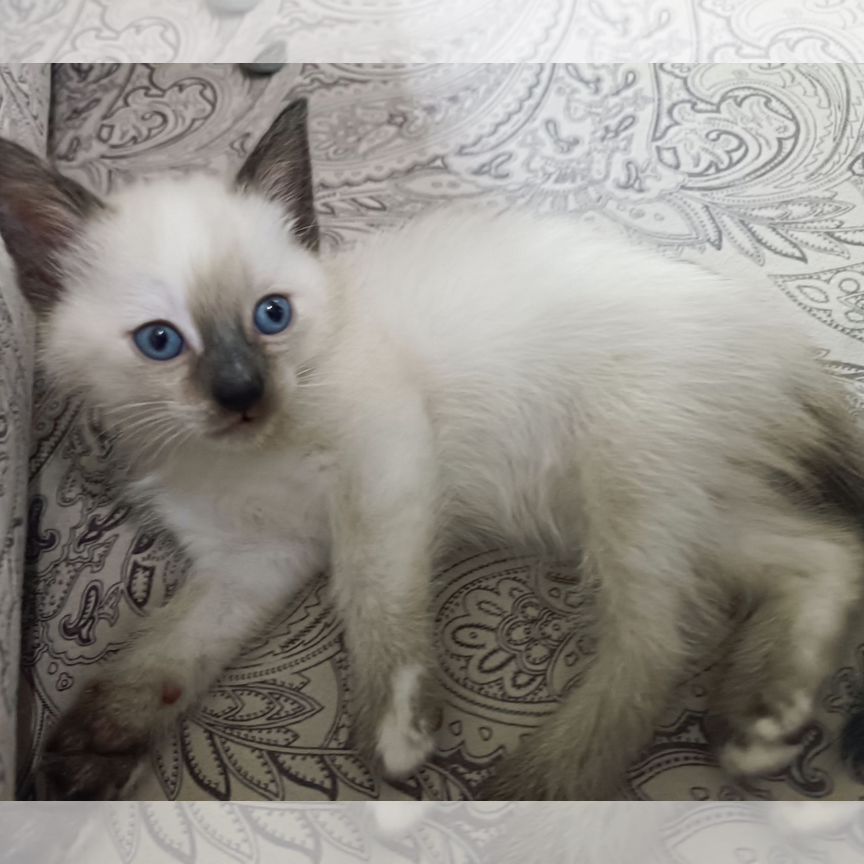 Тайский котёнок