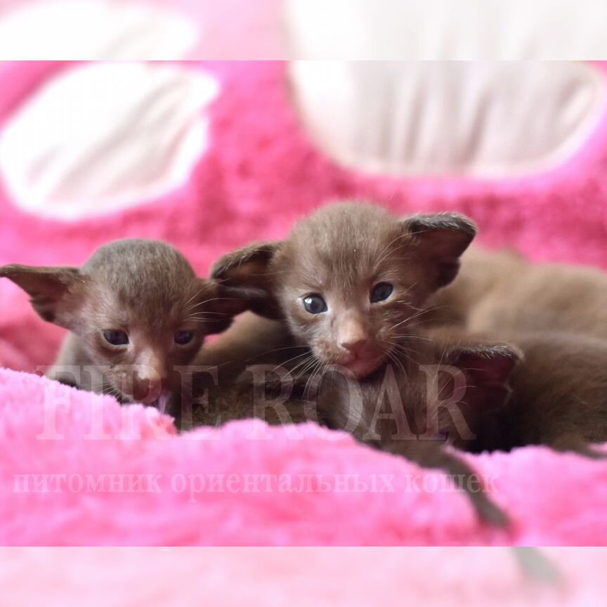 Подарок на Новый год котенок