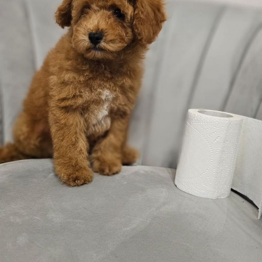 Мальтипу ф1 мальчик в Санкт-Петербурге