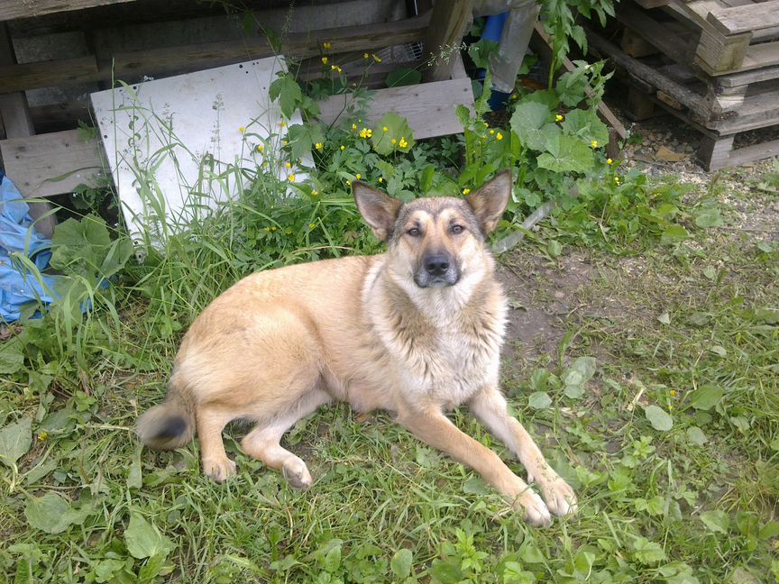 Собака в добрые руки отдам бесплатно