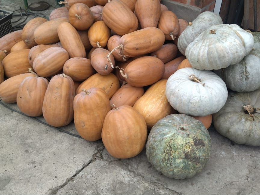 Свёкла кормовая, тыква