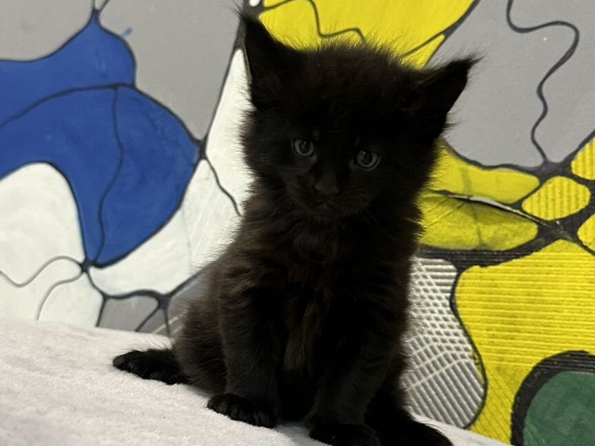 Котята мейн-кун полидакт