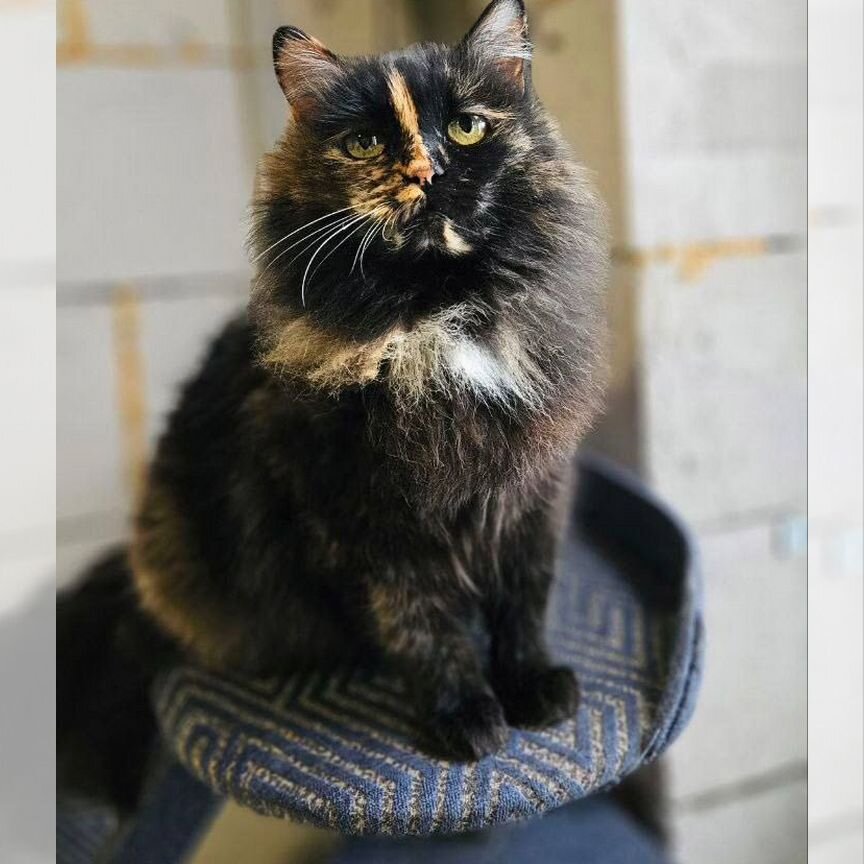 Красавица в поисках семьи