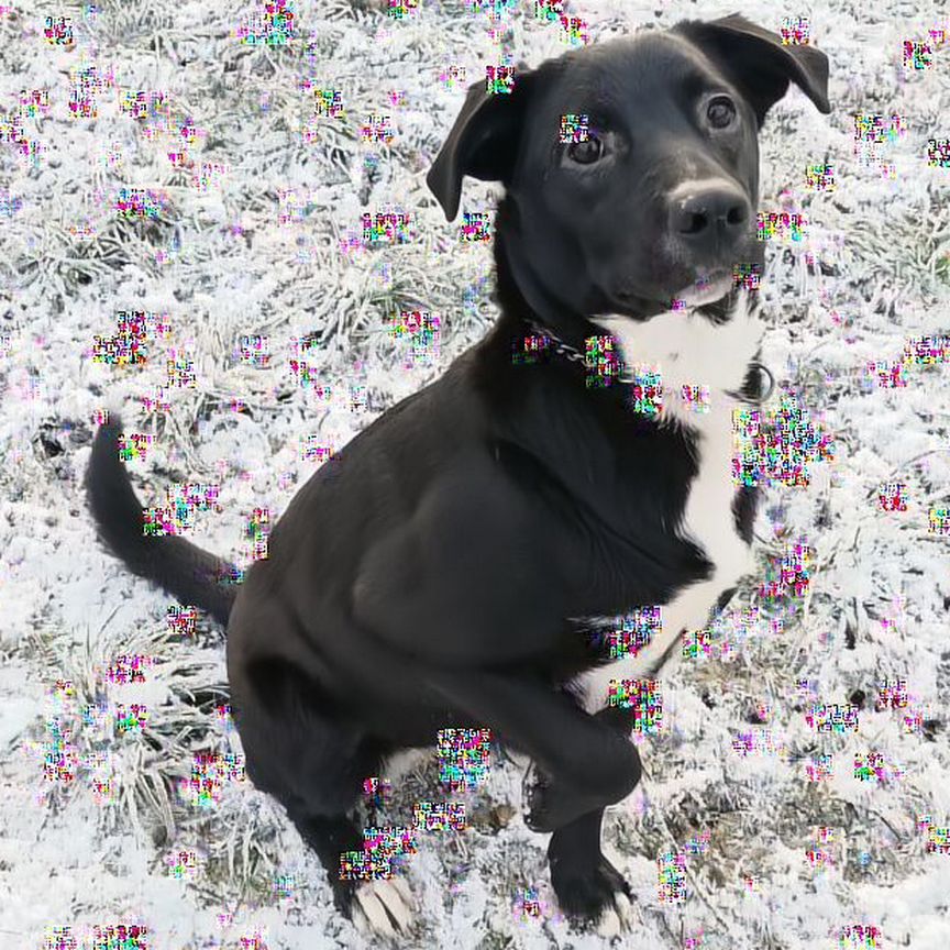 Щенок в добрые руки