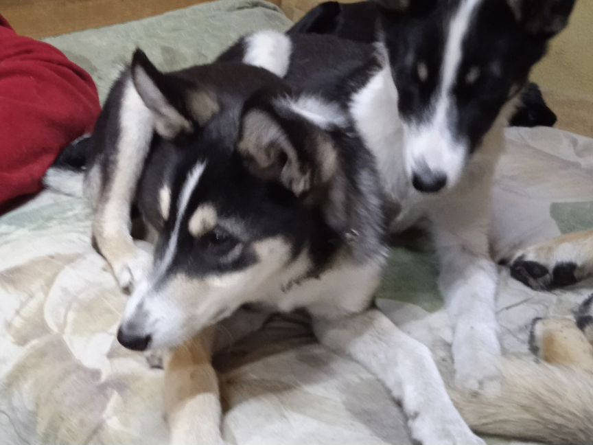 Щенок в добрые руки бесплатно