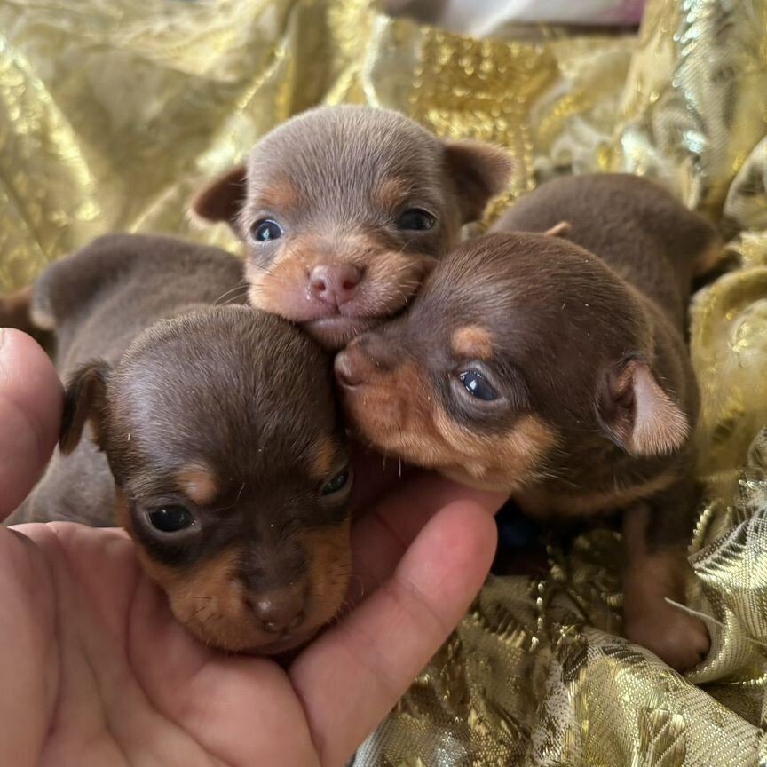 Мини той-терьер