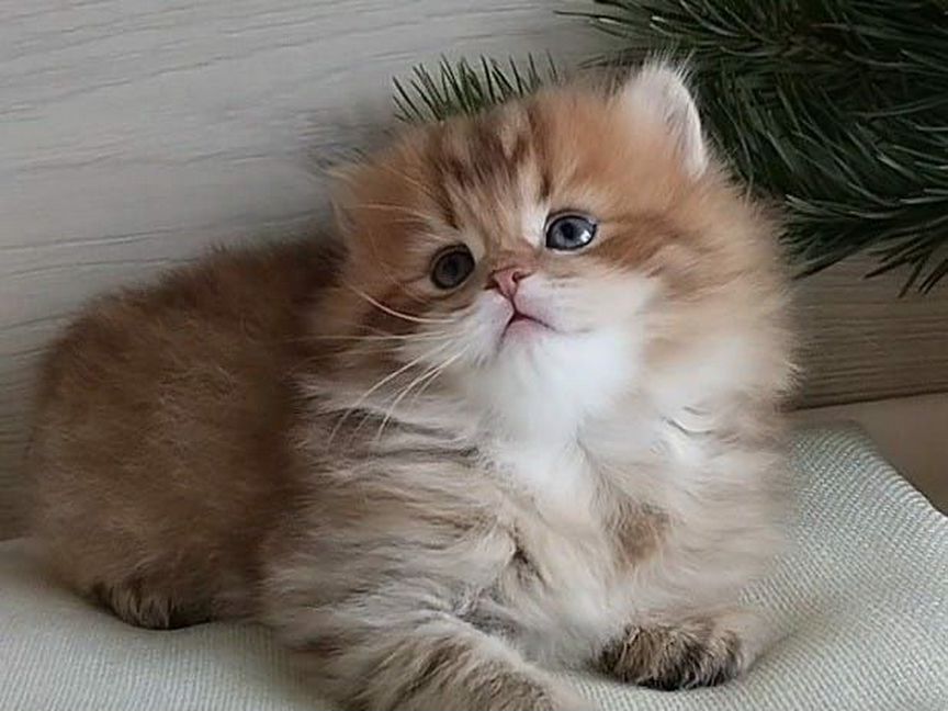 Котенок хайлендстрайт