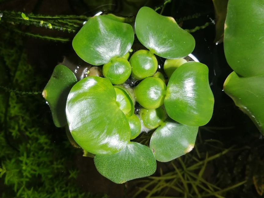 Эйхорния (водный гиацинт) + набор растений