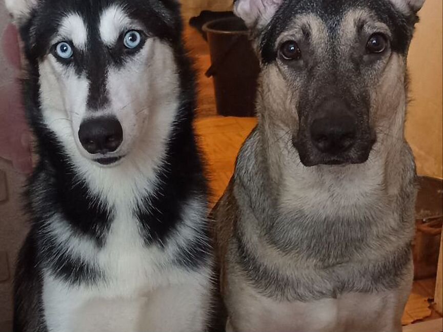 Сибирский хаски, и восточно европейская овчарка