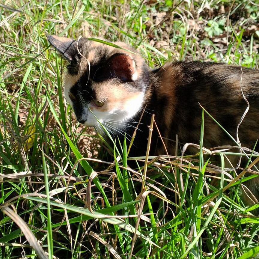 Котята в добрые руки мальчики 2 девочка 1