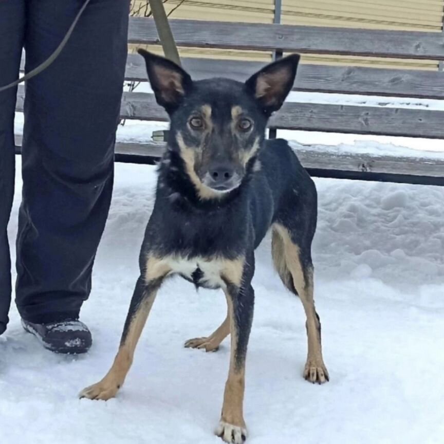 Взрослая собака в добрые руки