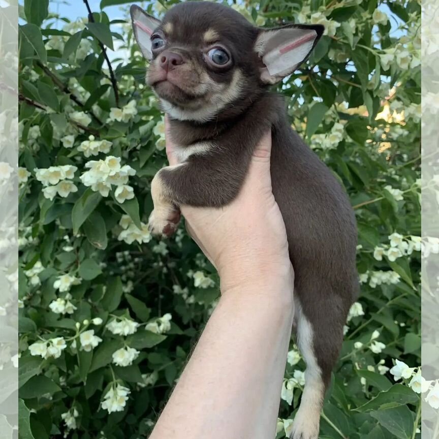 Чихуахуа, щенок