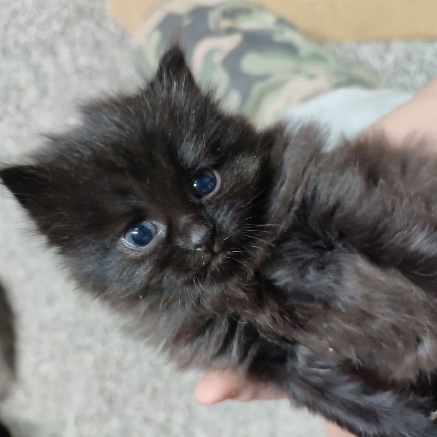 Котëнок чëрный