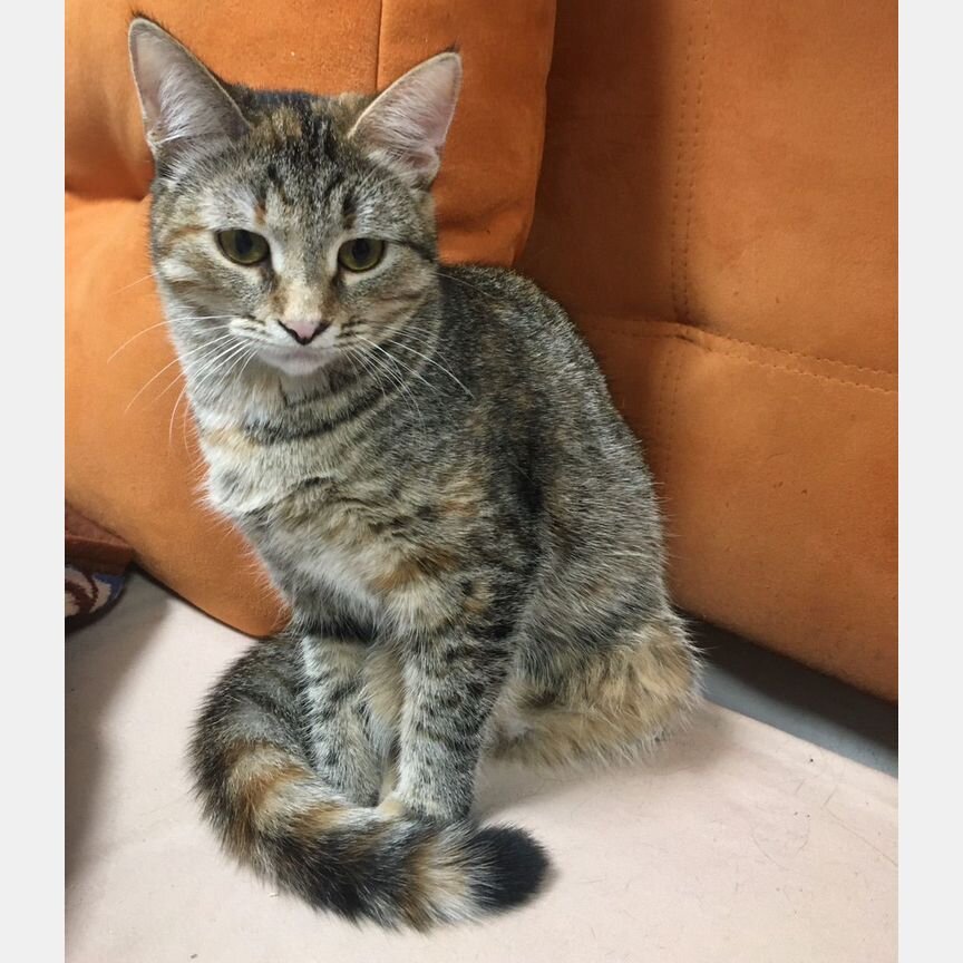 Непоседа котенок подросток в добрые руки