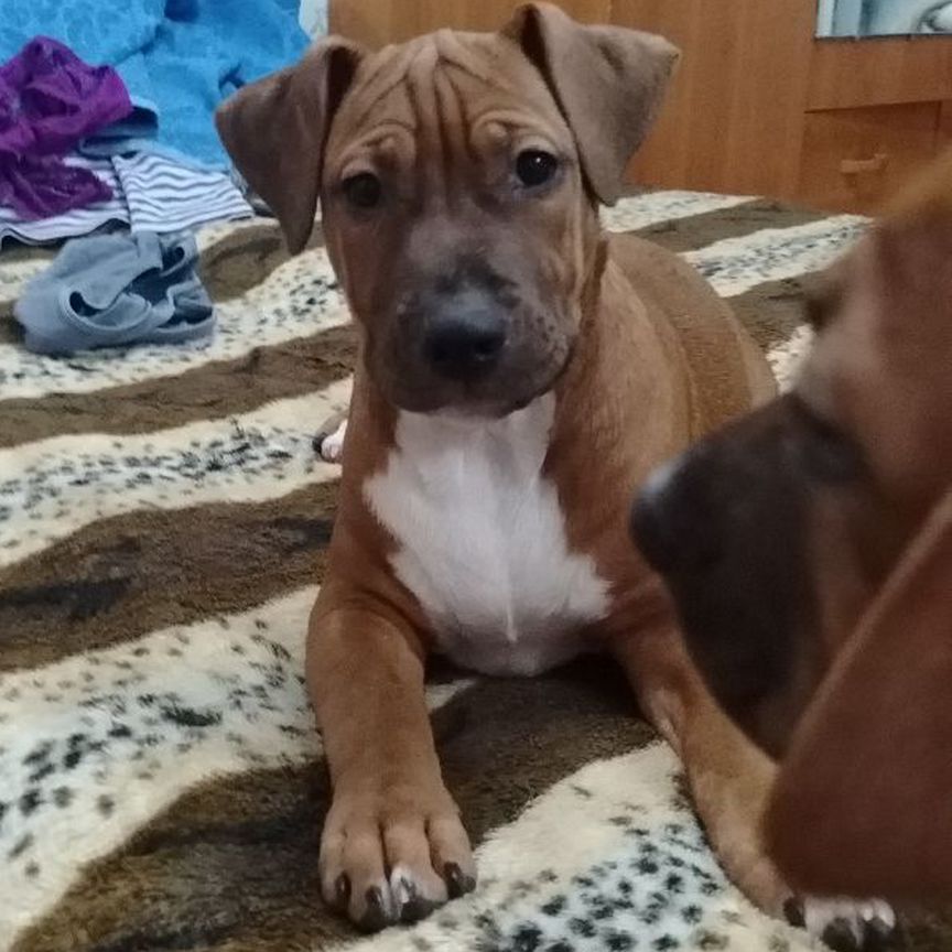 Американский стаффордширский терьер, щенок