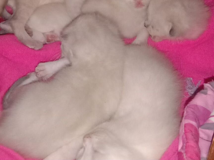 Тайские котята резерв