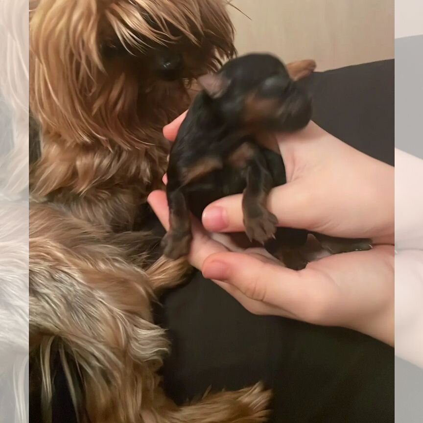 Йоркширский терьер, щенок