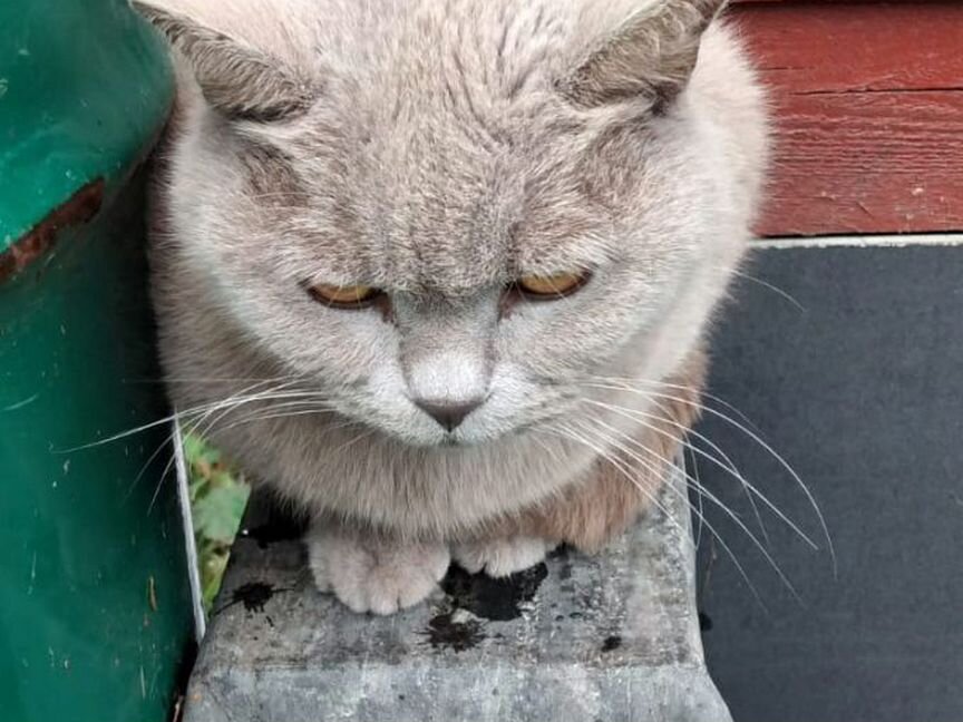 Кот похож на британца